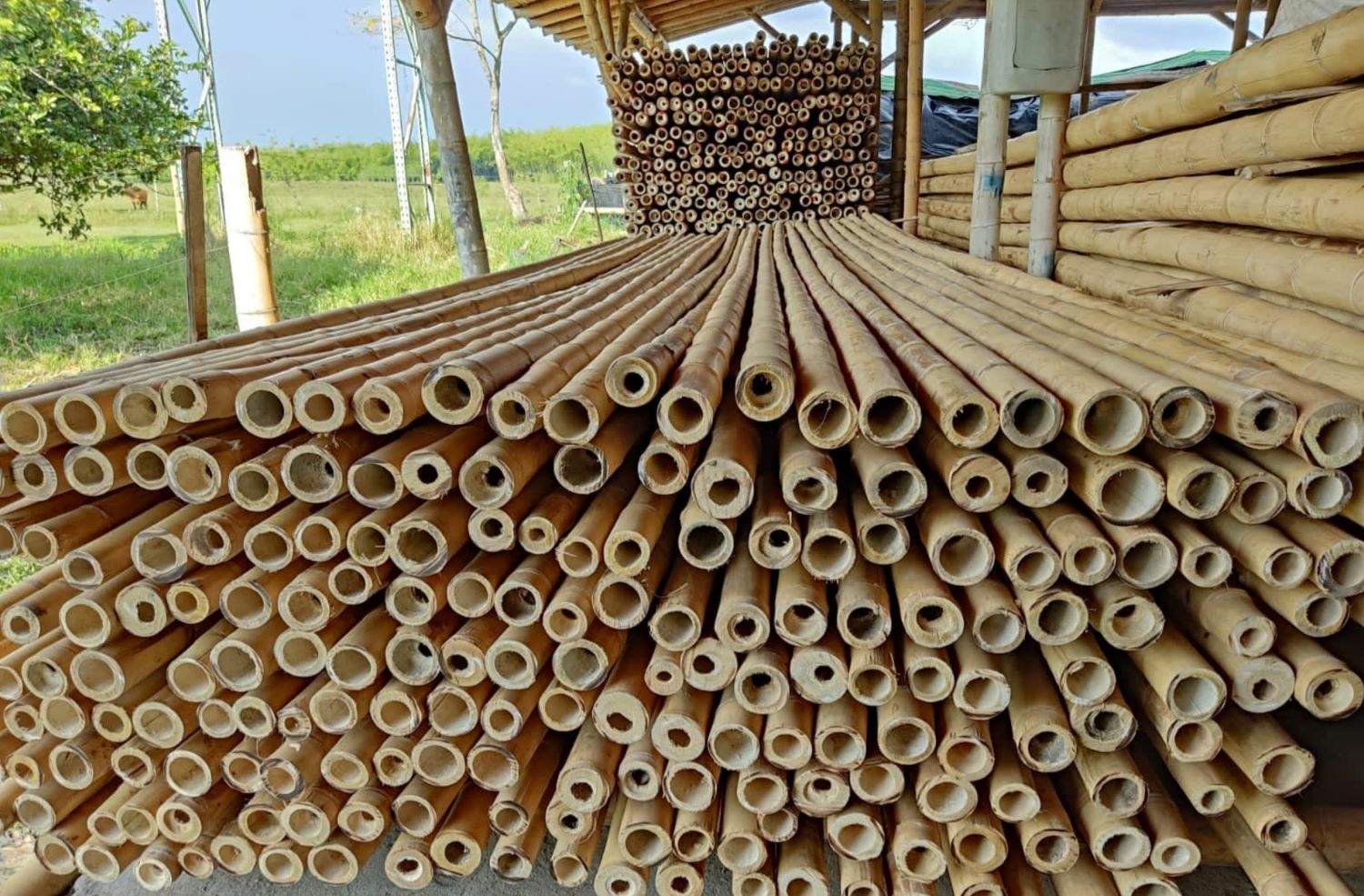 Baba Bamboo